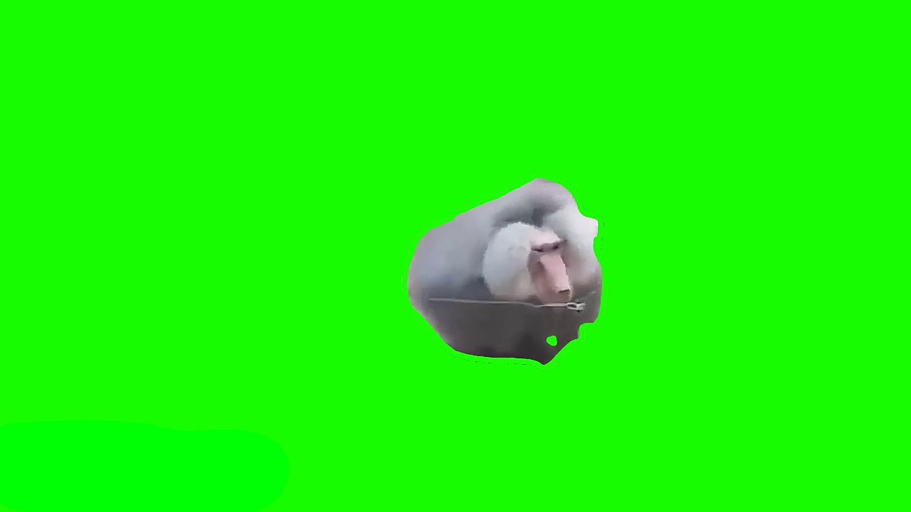 monki flip green screen - YouTube
