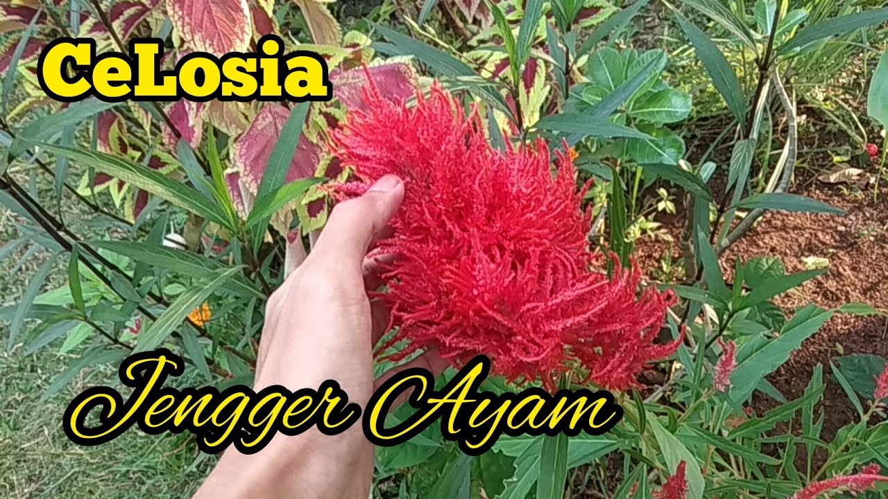 Mengenal tanaman bunga Celosia | jengger ayam - YouTube