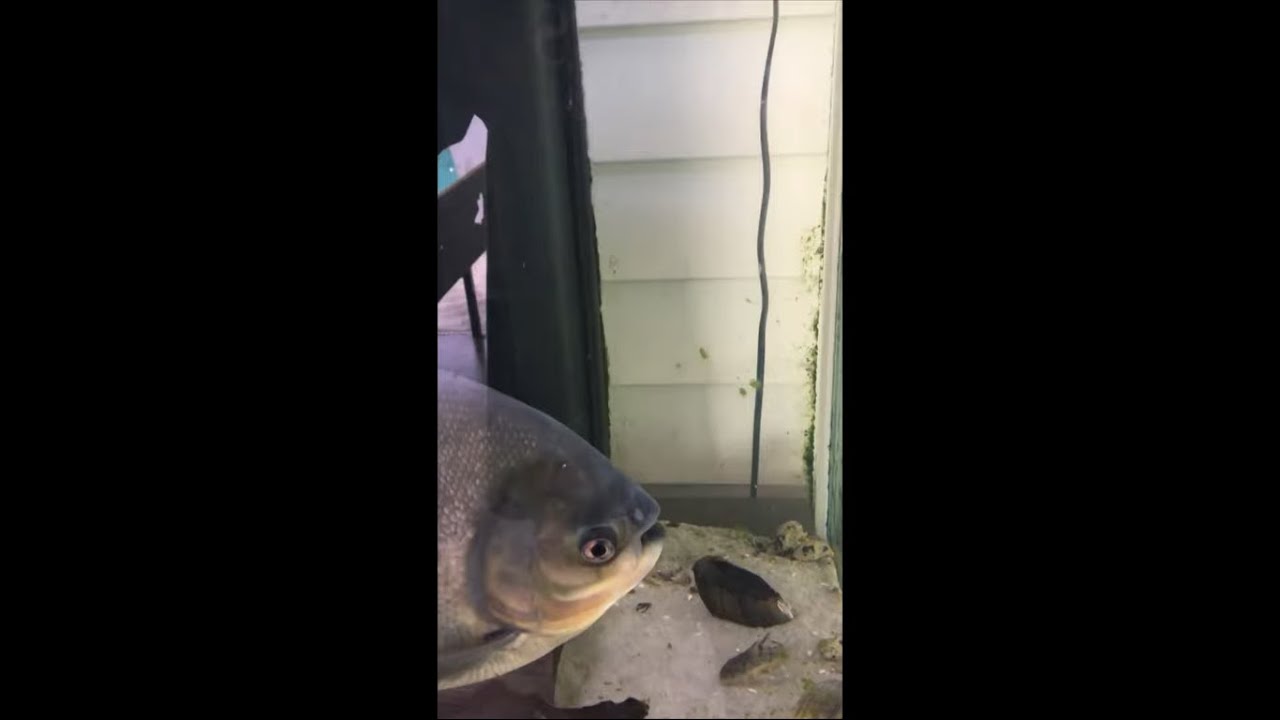 Fish Enjoying a Blueberries Quick Snack - YouTube