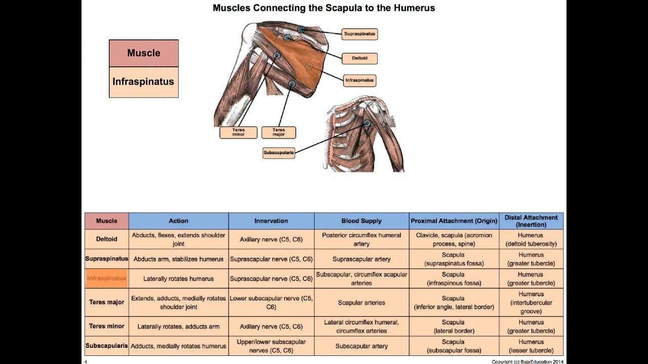 Muscles Connecting Scapula to the Humerus - YouTube