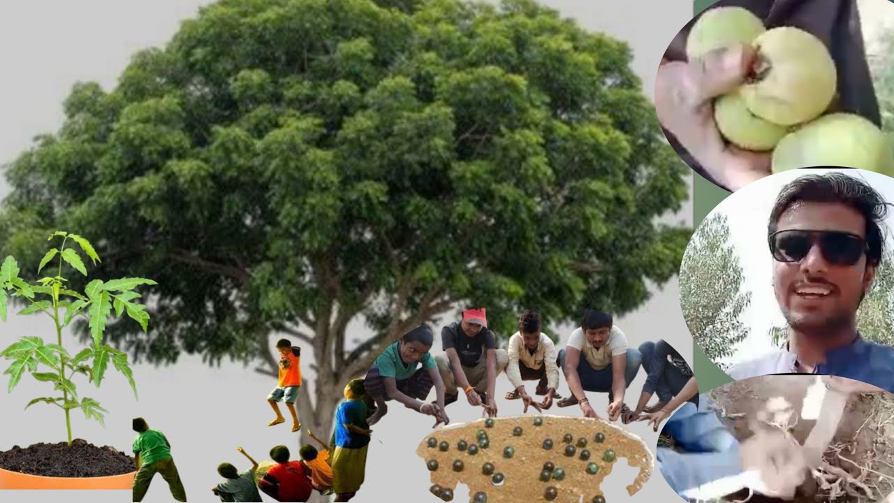 🌲🌲Neem tree society 🌆,it provides a lot of oxygen n fresh air Huzaifa ...
