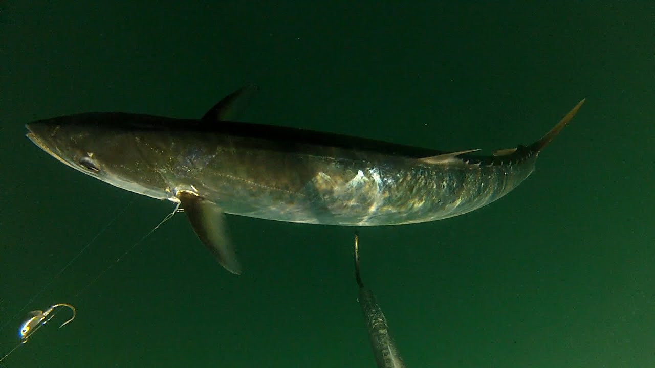 Greater Jacksonville Kingfish Tournament Media Day 2015 - YouTube