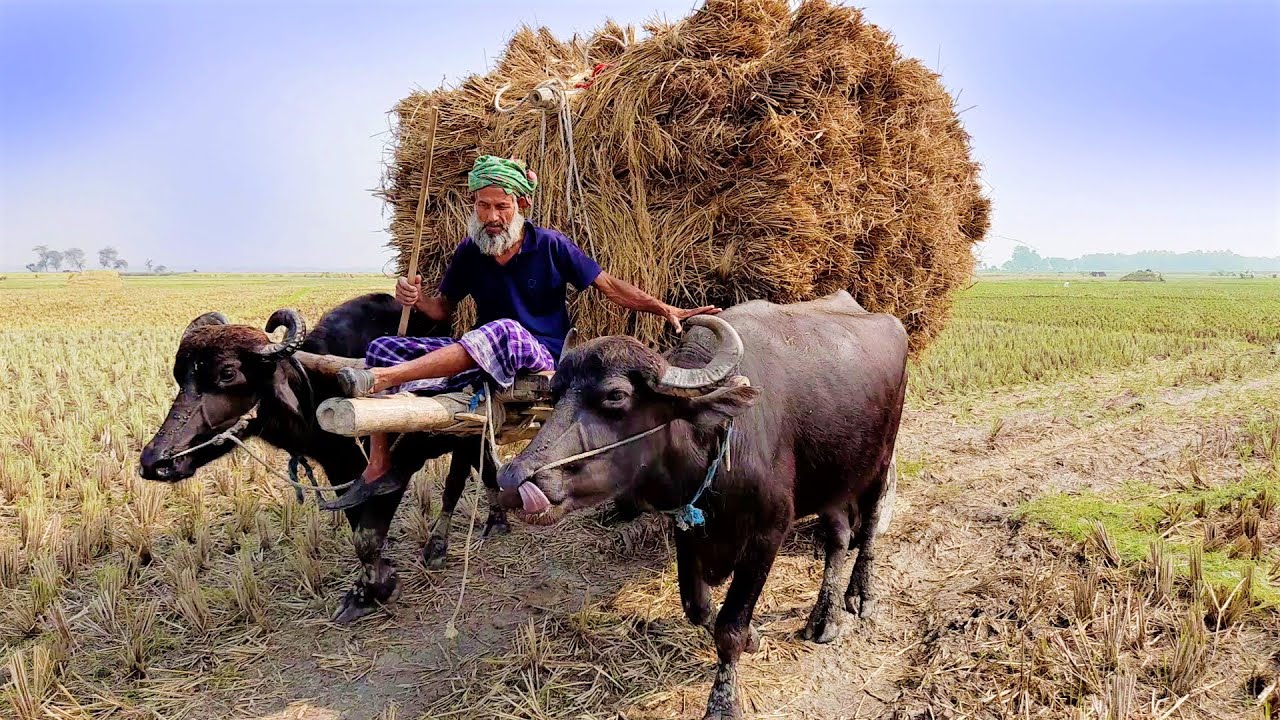 Buffalo Cart Heavy Load Pulling Performance // Bullock cart Ride - YouTube