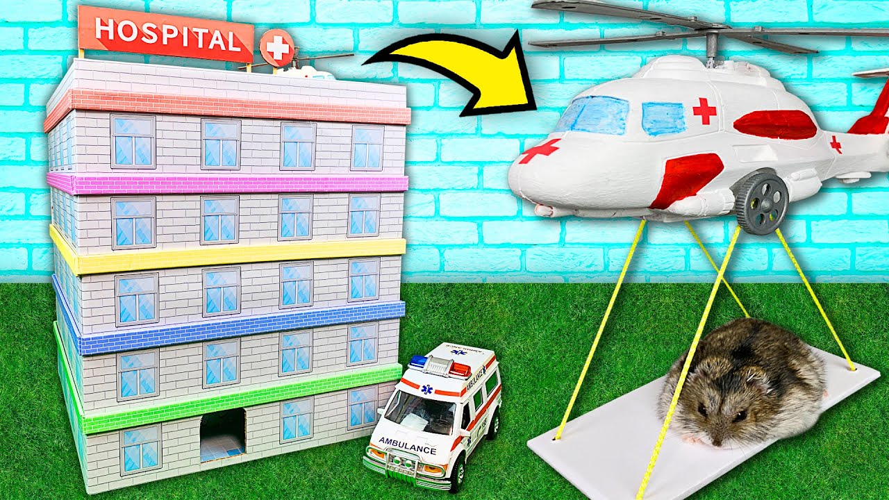 Hospital Maze for Hamster | 5-levle Maze fo Hamsters Show - YouTube
