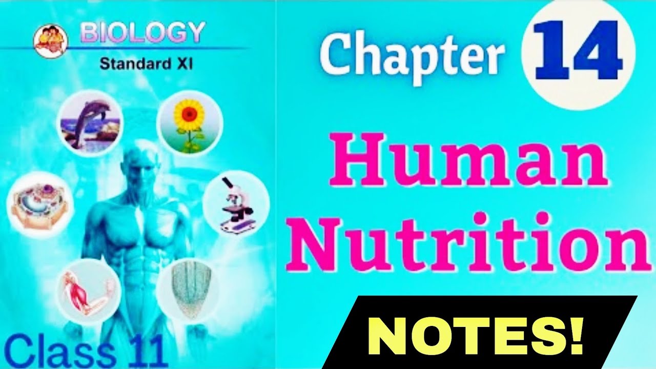 Human Nutrition biology class 11 chapter 14 NOTES - YouTube