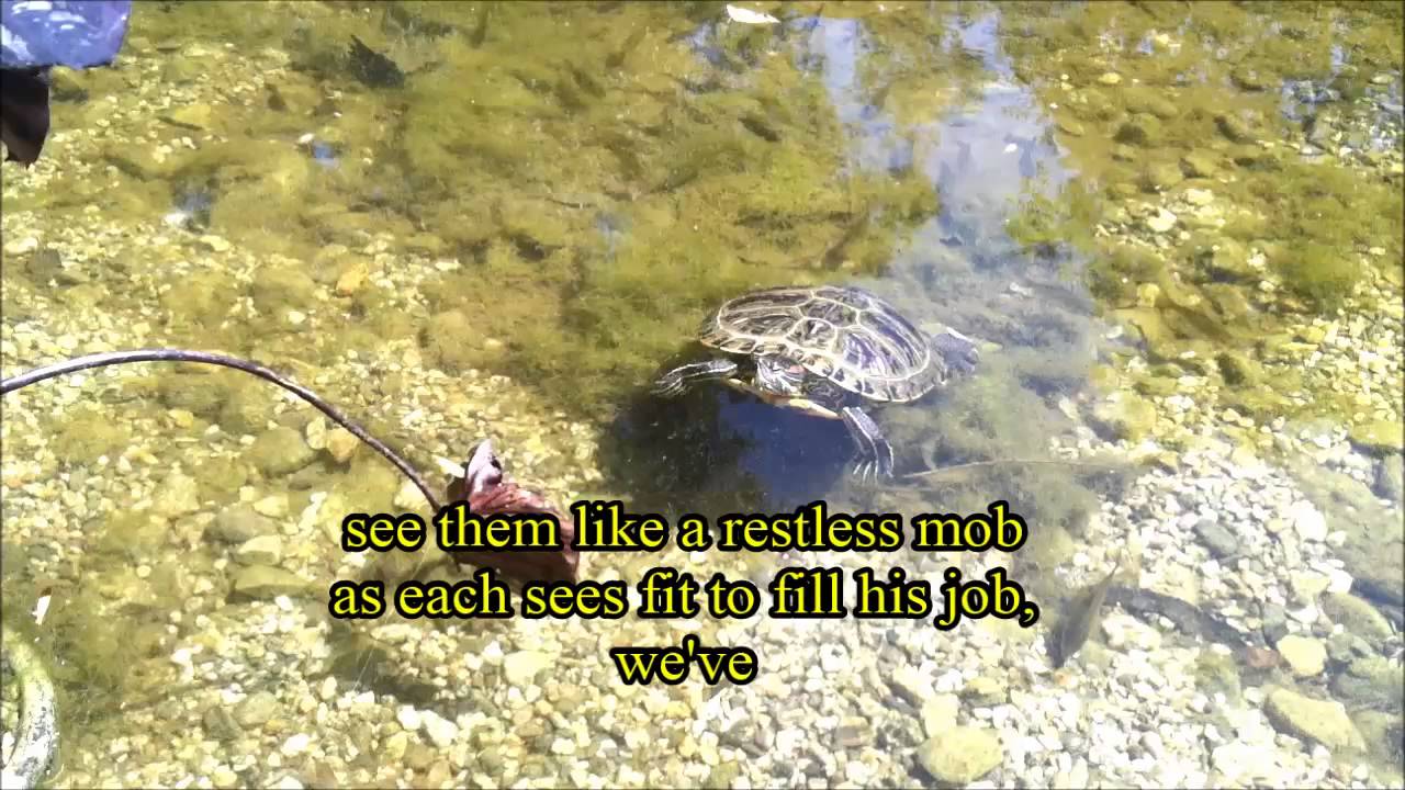 Mr Turtle by Alan Bernhoft - YouTube