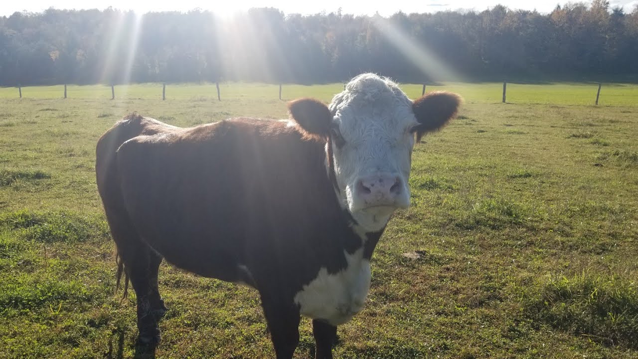 What's the best decision for a freemartin cow - YouTube