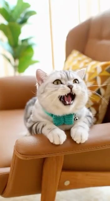 Cat laugh hahahahaha #funny #cute #animals #kitten #cat #viral #pets ...