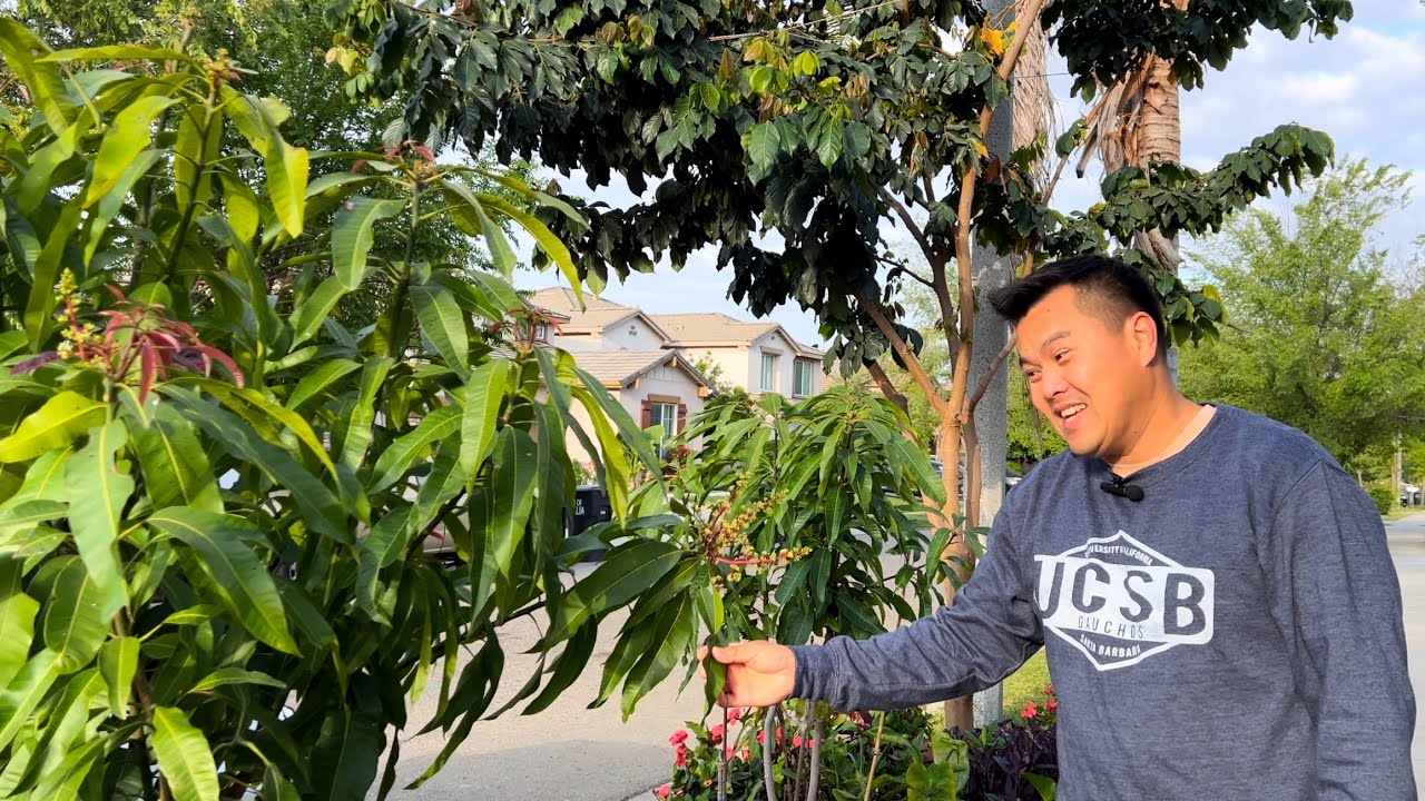 Why You Should Grow Mango Trees in California's Central Valley - YouTube