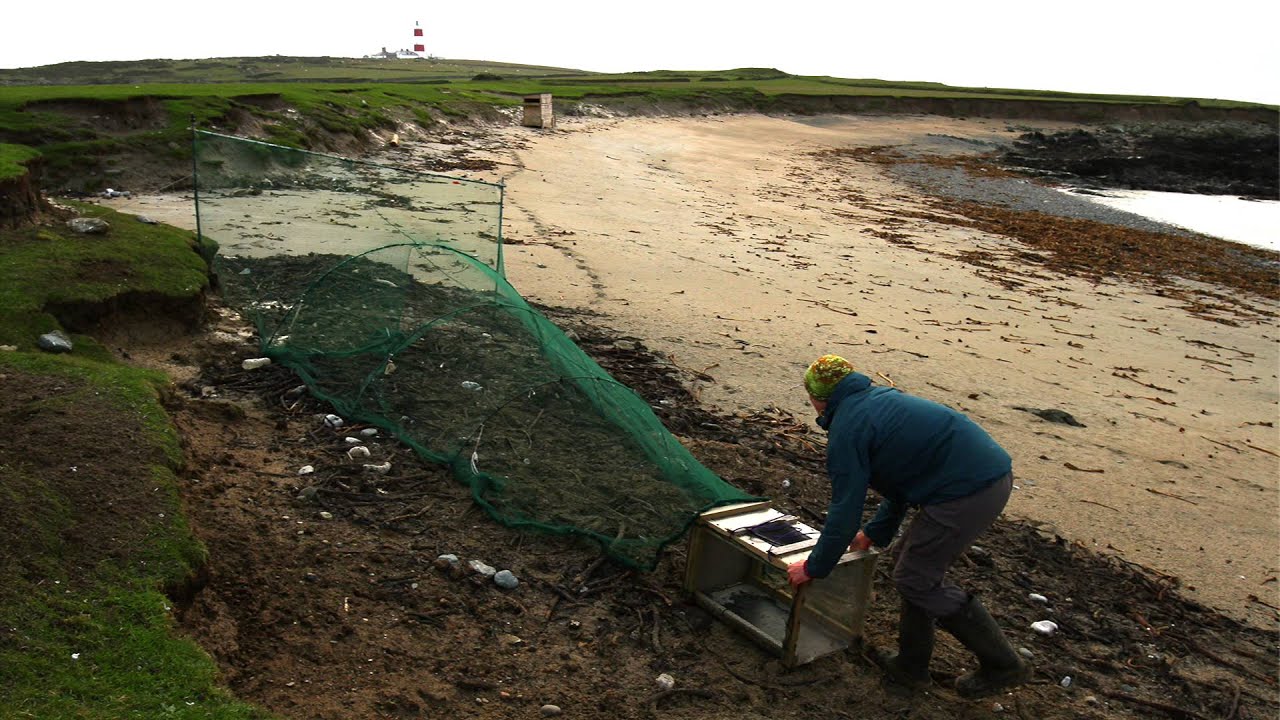 Portable Heligoland Trap for bird ringing - YouTube