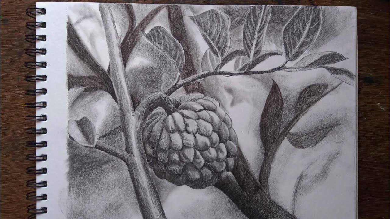 How to draw custard apple//sugar Apple//custard apple tree pencil ...