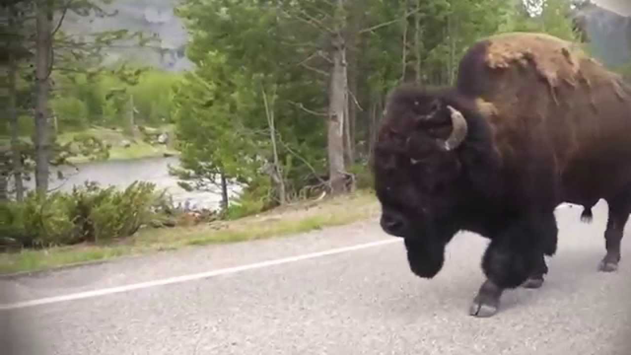 Bison walking in the street - YouTube