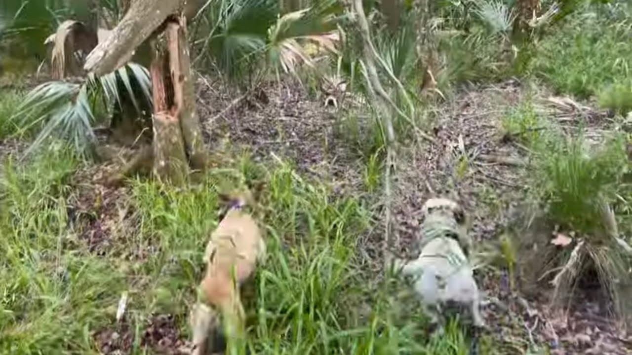 Hog dogs catch big wild boar hog | special guest! - YouTube