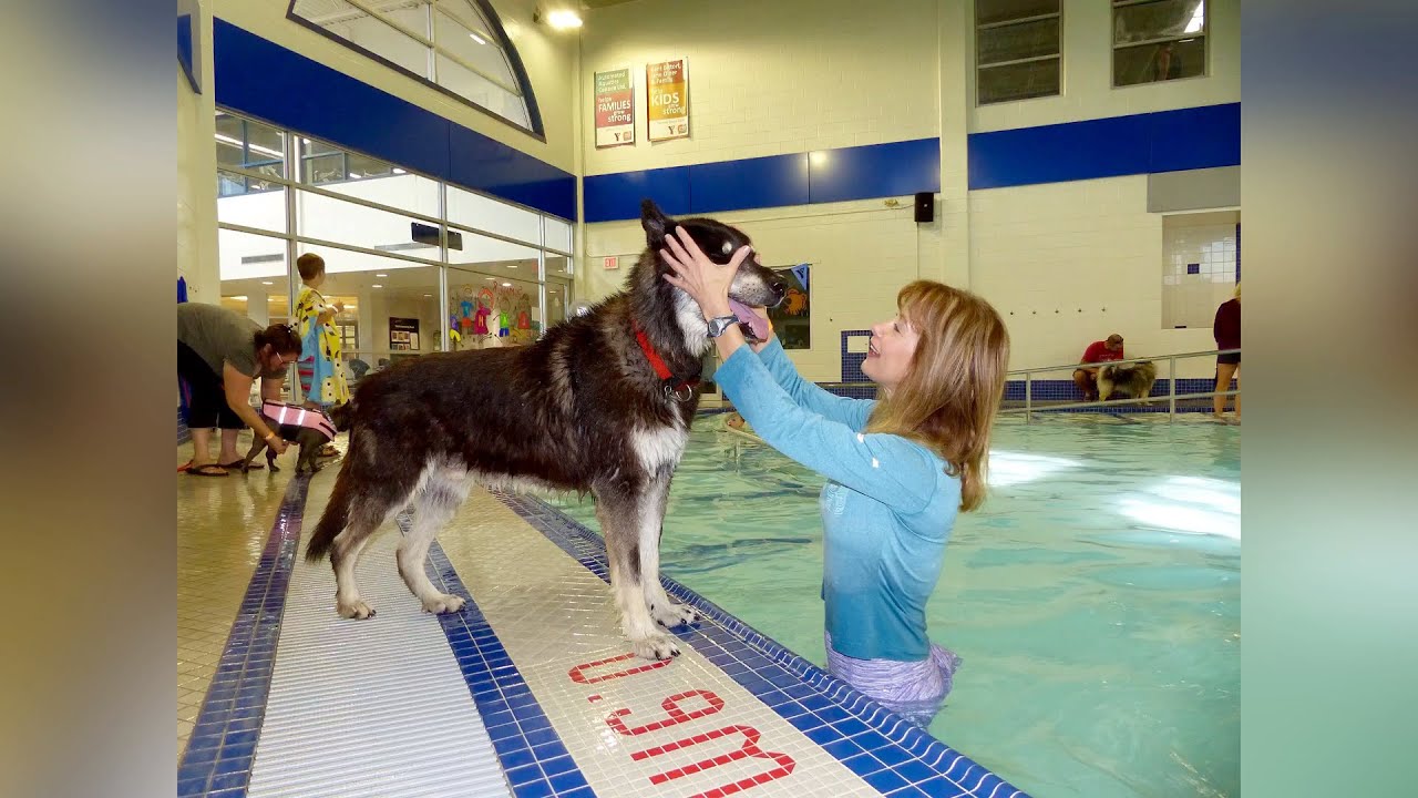 DOG SWIM EVENT ️🐶🐶🐶 ️ Who let the Dogs Out? 4K - YouTube
