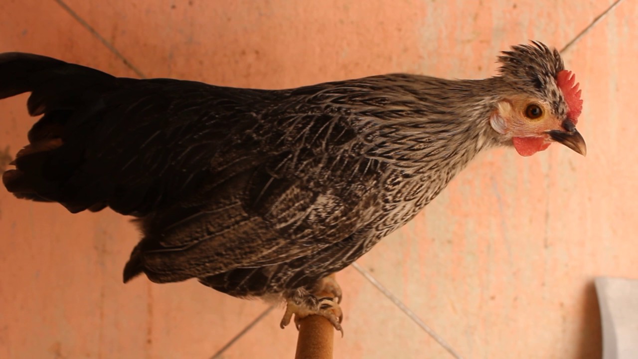 Galinha Mini Garnizé - YouTube