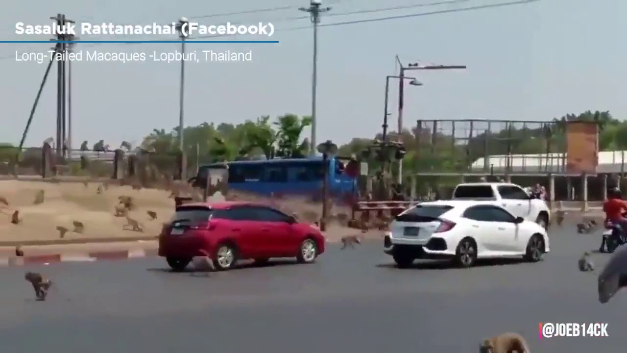 RAW FOOTAGE Animals take over cities! - YouTube