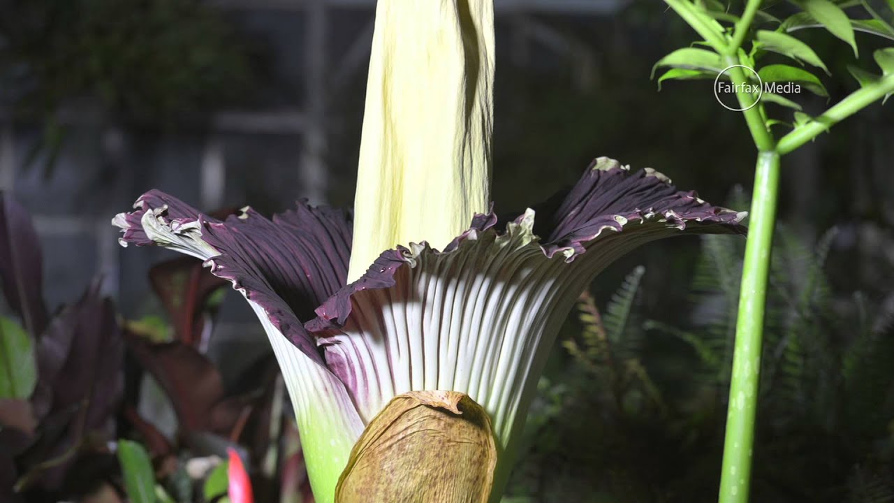 TIME LAPSE Flowering Titan Arum - YouTube