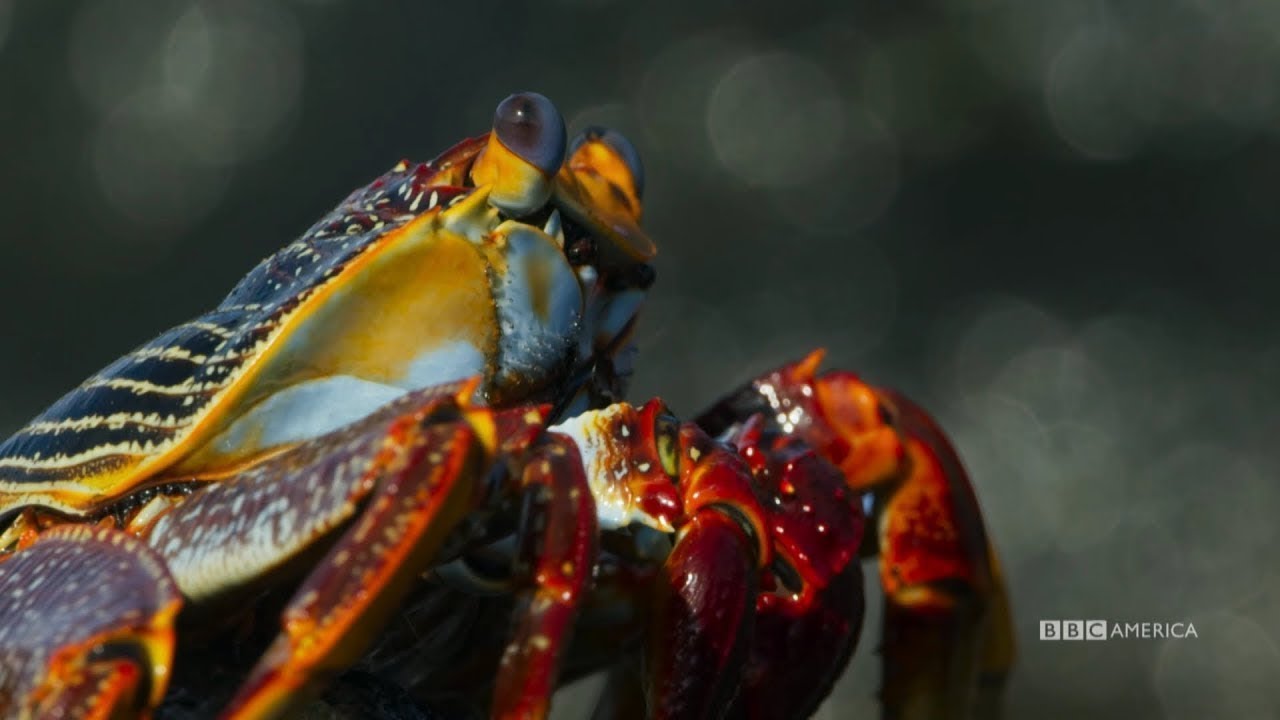 Planet Earth: Blue Planet II | Crabs vs. Eels | Coming to BBC America ...