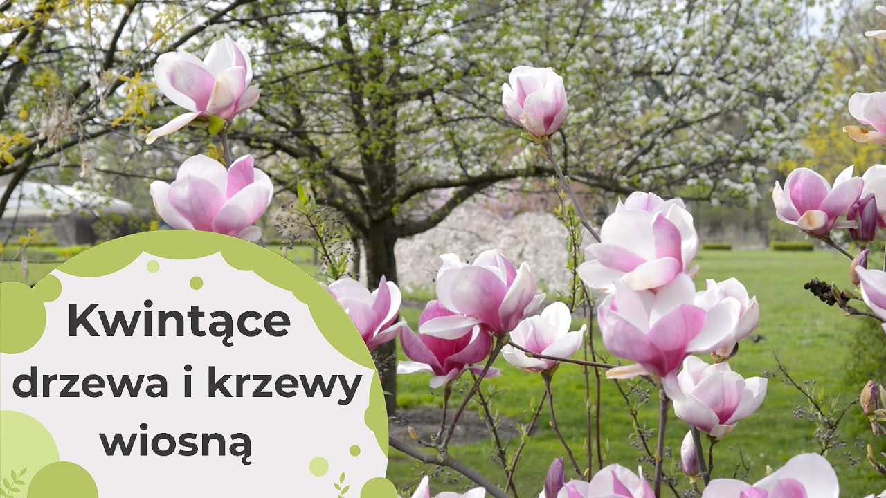 Najpiękniejsze drzewa i krzewy kwitnące wczesną wiosną, które możesz ...