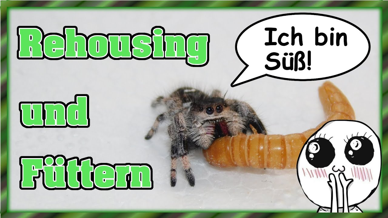 Phidippus regius | Springspinne - Rehousing und füttern! - YouTube