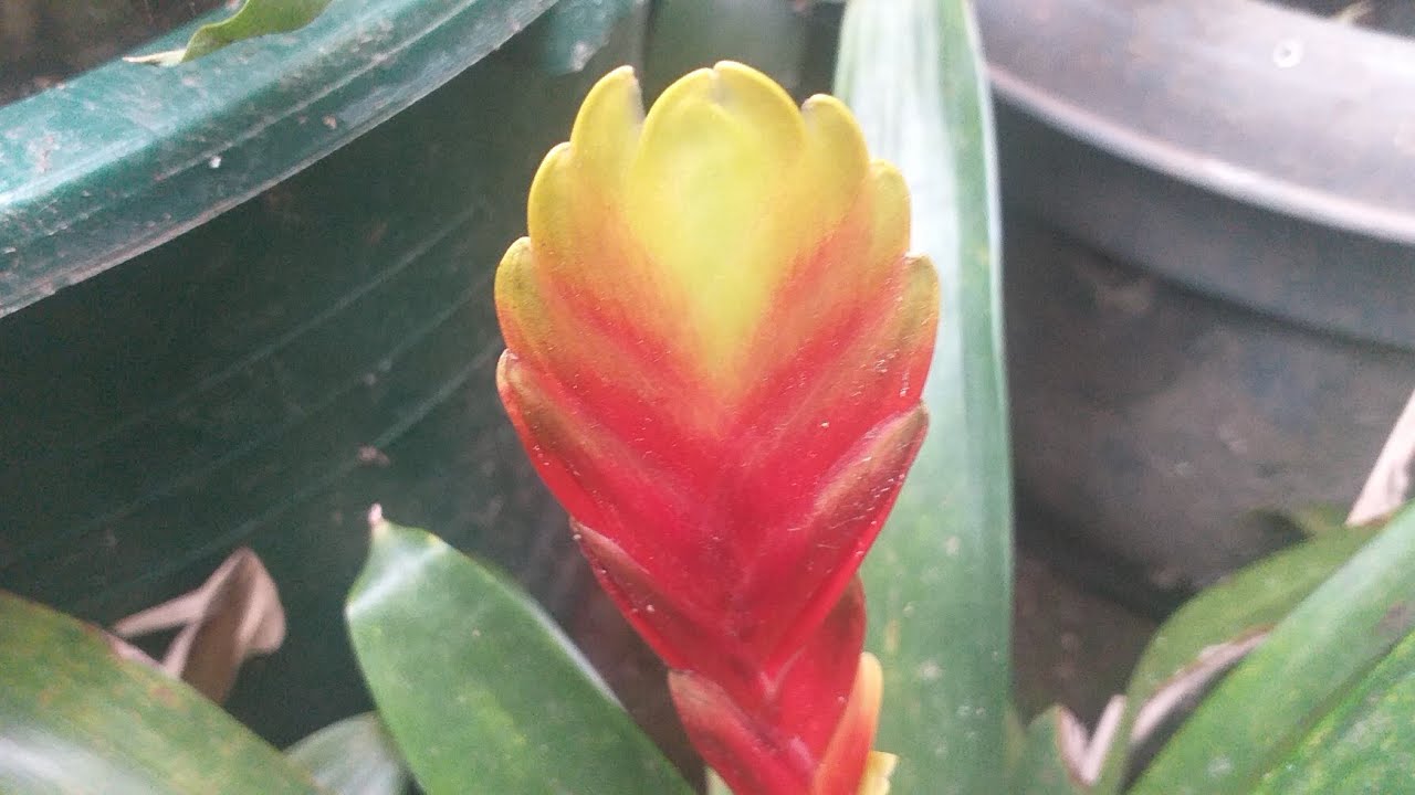 Bromeliad: Vriesea plant with flaming sword flower - YouTube