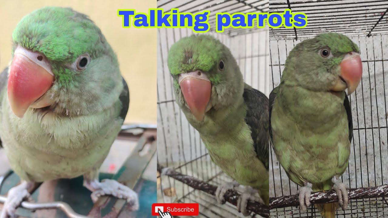 Baby Parrot || Talking Parrot || - YouTube