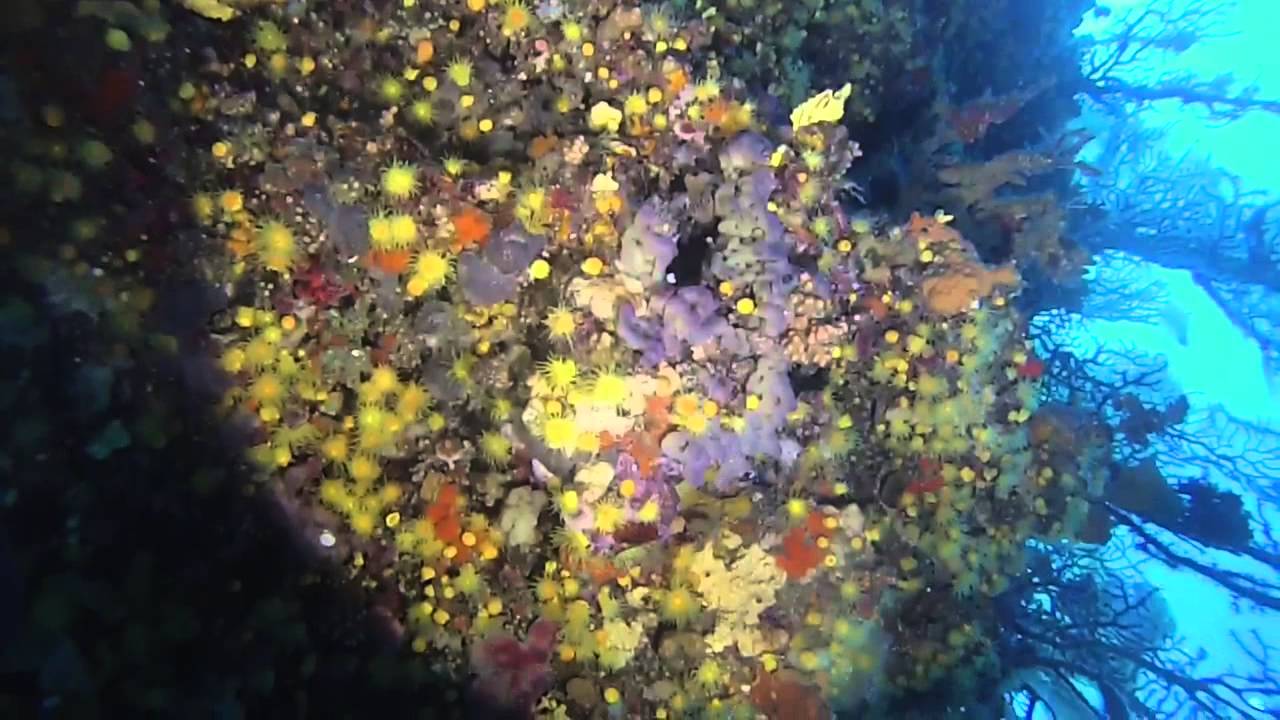 Plongée sous-marine sur la grotte à Corail en Méditerranée 6 juin 2015 ...