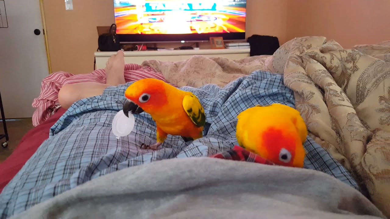Sun Conures & Strings = Fun - YouTube