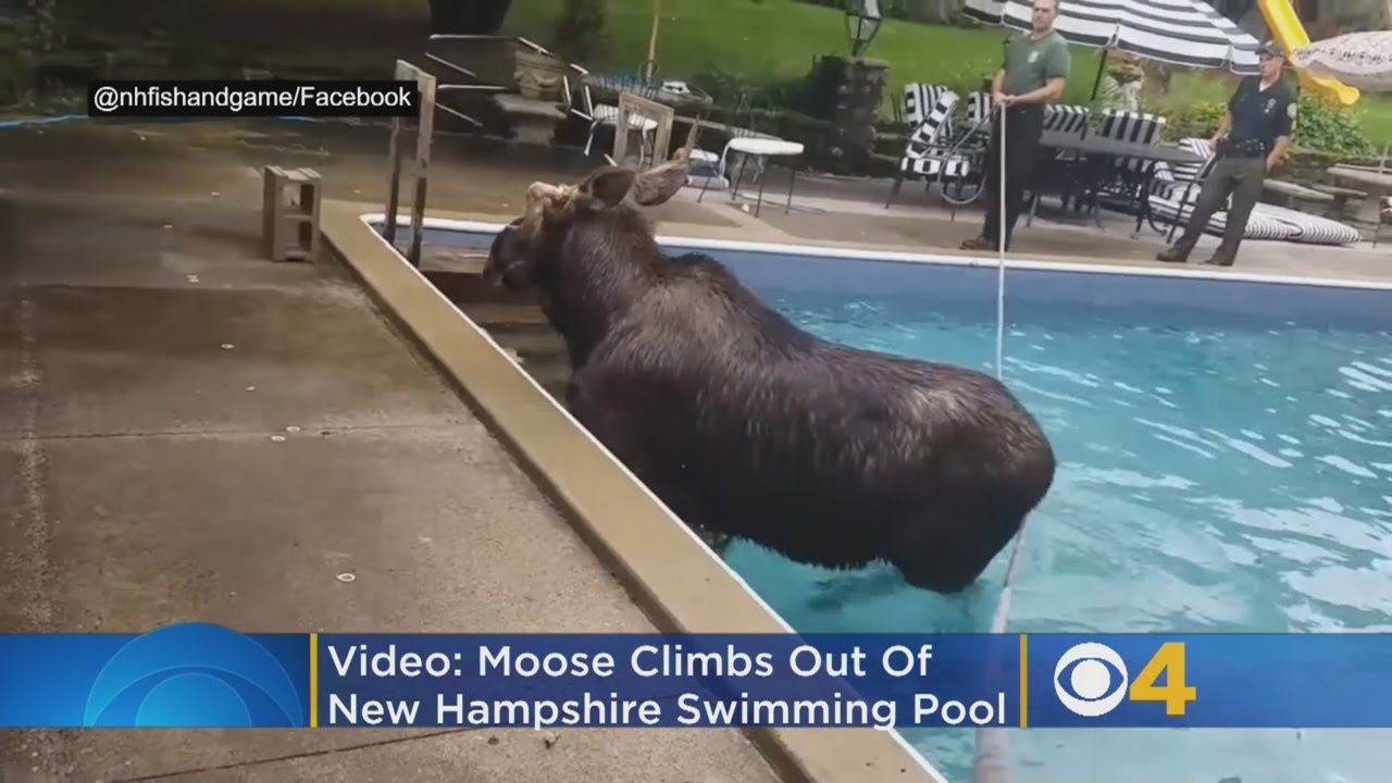 WATCH: Moose Climbs Out Of New Hampshire Swimming Pool After Being ...