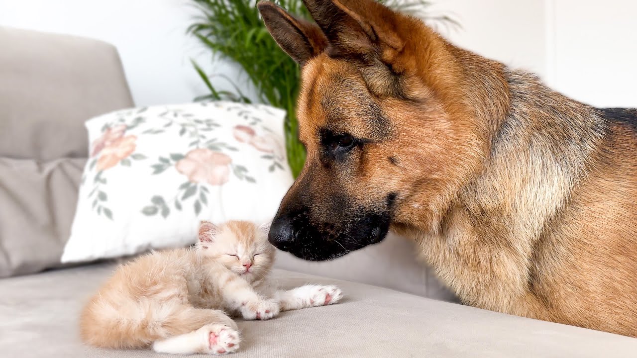 German Shepherd Wakes Up Tiny Kitten in the Cutest Way! - YouTube
