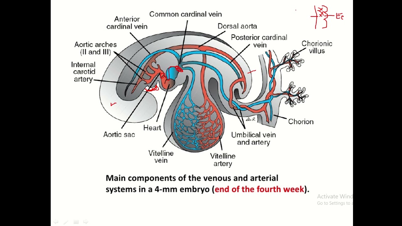 Embryology of arteries and veins of FETUS - YouTube