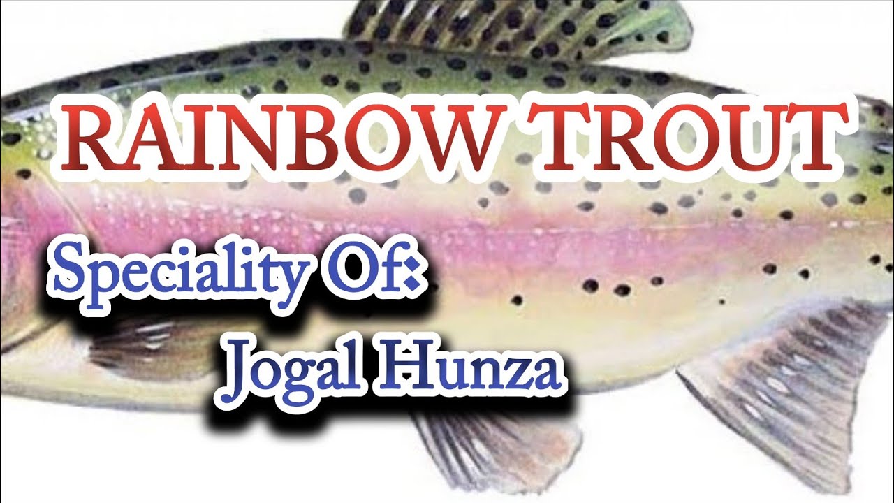 Rainbow Trout | @Vlog | Pakistan tourism and natural beauty - YouTube