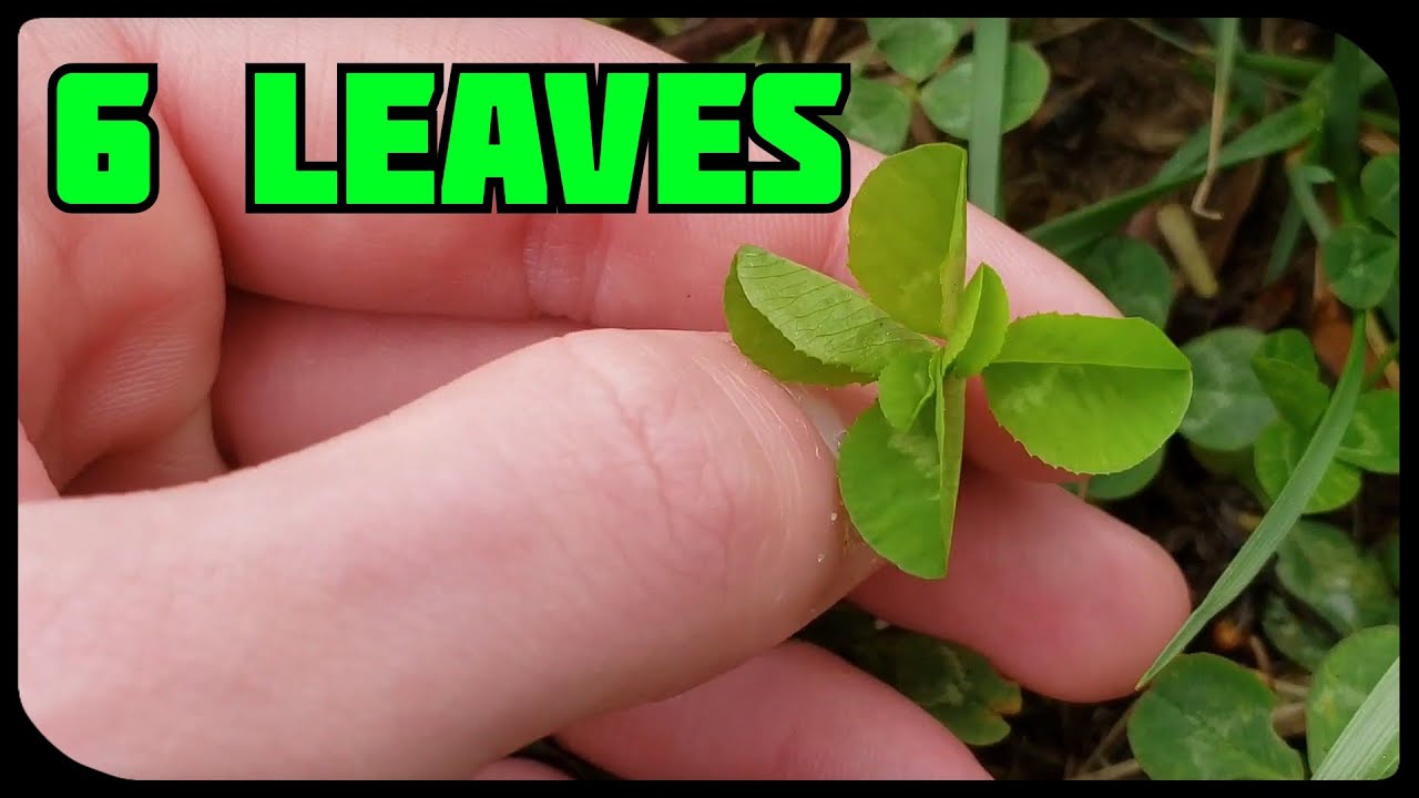 How Much Is A 6 Leaf Clover Worth Update Linksofstrathaven how-much-is-a-6-leaf-clover-worth-update-linksofstrathaven