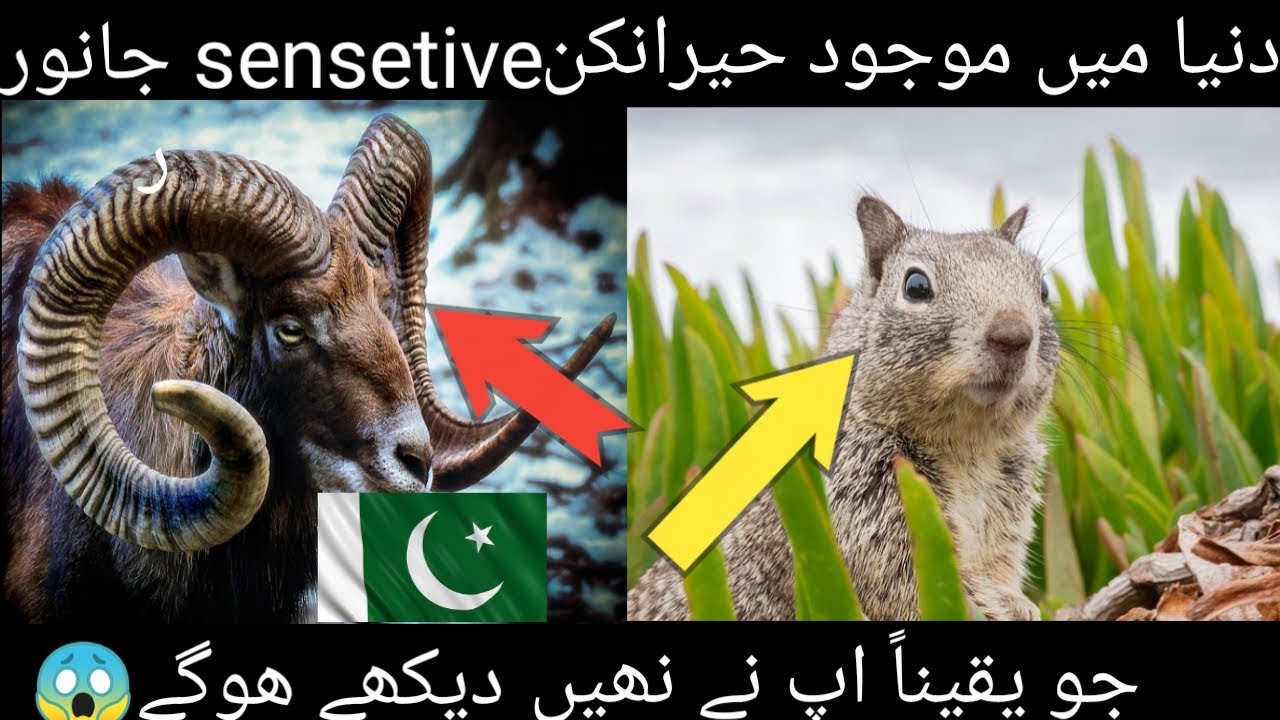 Amazing Sensitive Animals In The World. |دنيا کے حساس ترين جانور جو اپ ...