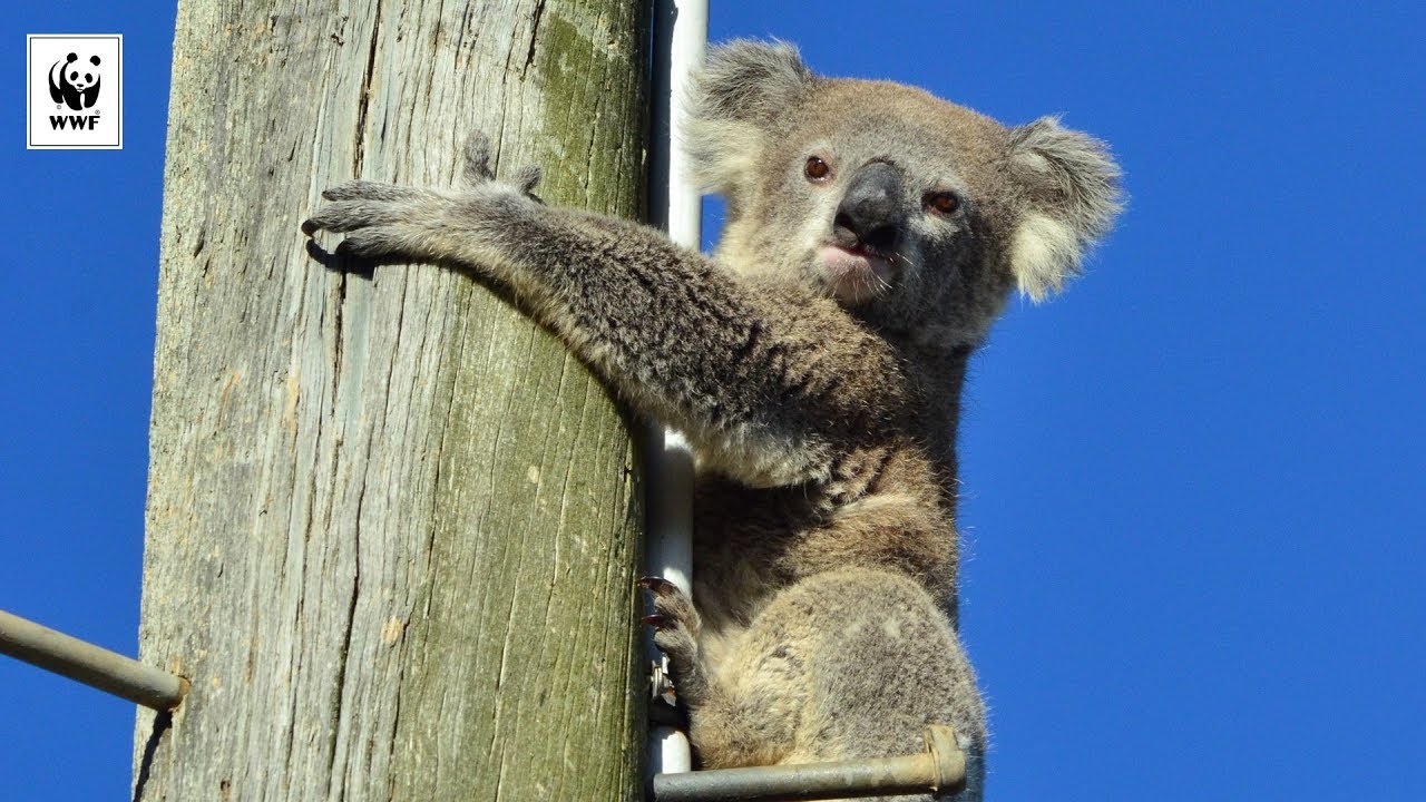 Koala Found Clinging To A Power Pole | WWF-Australia - YouTube