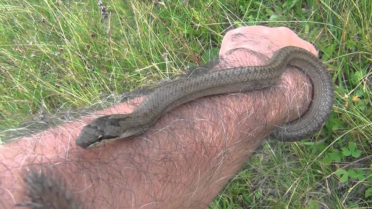 Gjarpri i bute (Coronella austriaca Laurenti 1768) - YouTube