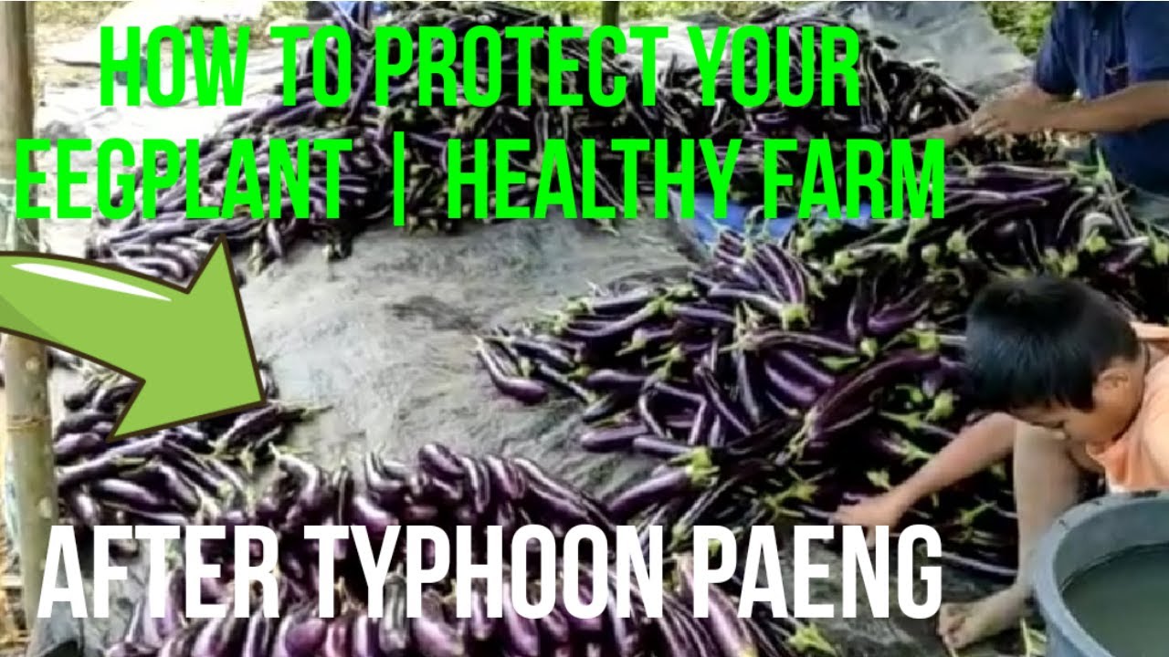 Aftermath typhoon Paeng 2022 | Farm update #PaengPH - YouTube