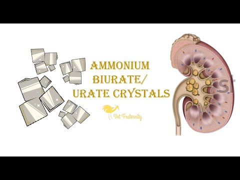 Ammonium Biurate Crystals | Uroliths Part 9 | #subscribe #like #bcse # ...