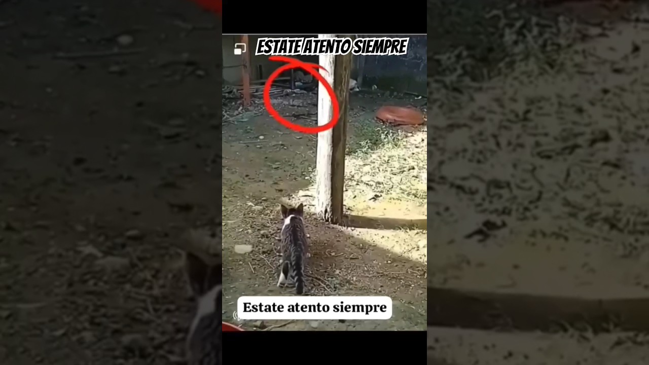 ESTATE ATENTO SIEMPRE - YouTube
