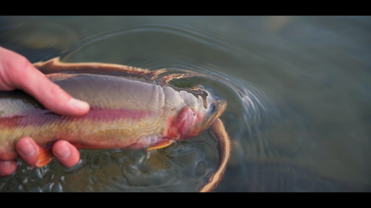 What Remains: The Survival of Native Trout - A Sierra Nevada Story ...