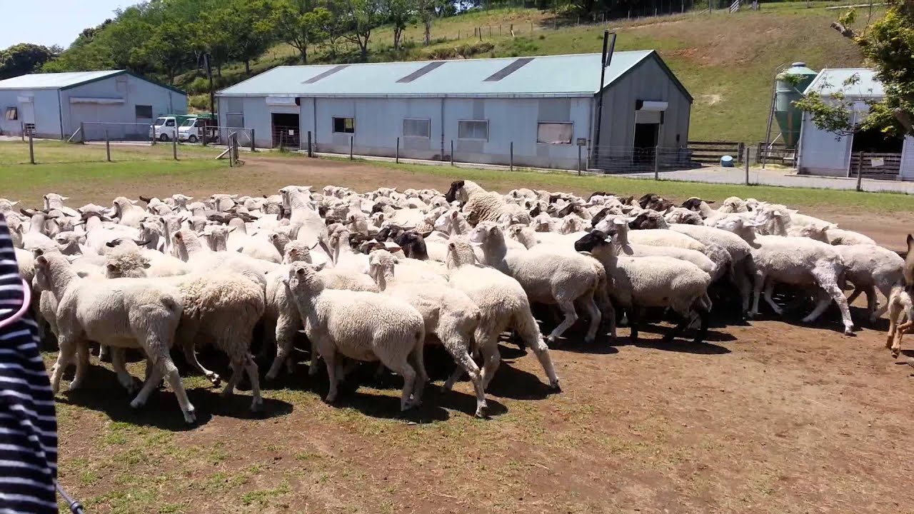 Mother Farm Chiba Japan - Sheep Grand Parade - YouTube