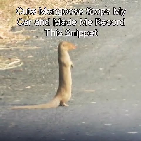 Mongoose Made Me Stop The Car - YouTube