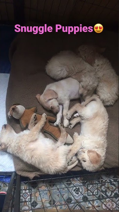 💖Snuggle Puppies😍 - YouTube