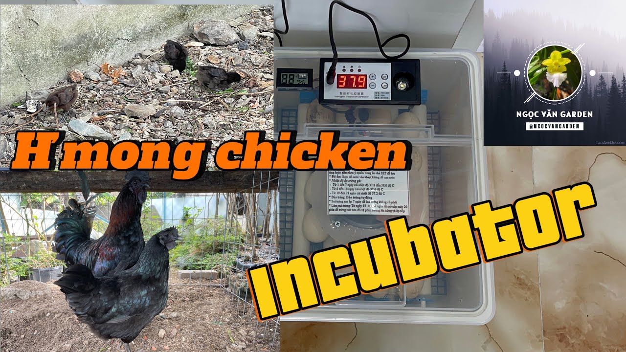 H'mong black chicken breeding: the first time using an automatic island ...