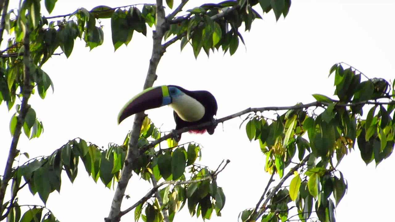 Tucano-grande-de-papo-grande (Ramphastos tucanus) - YouTube