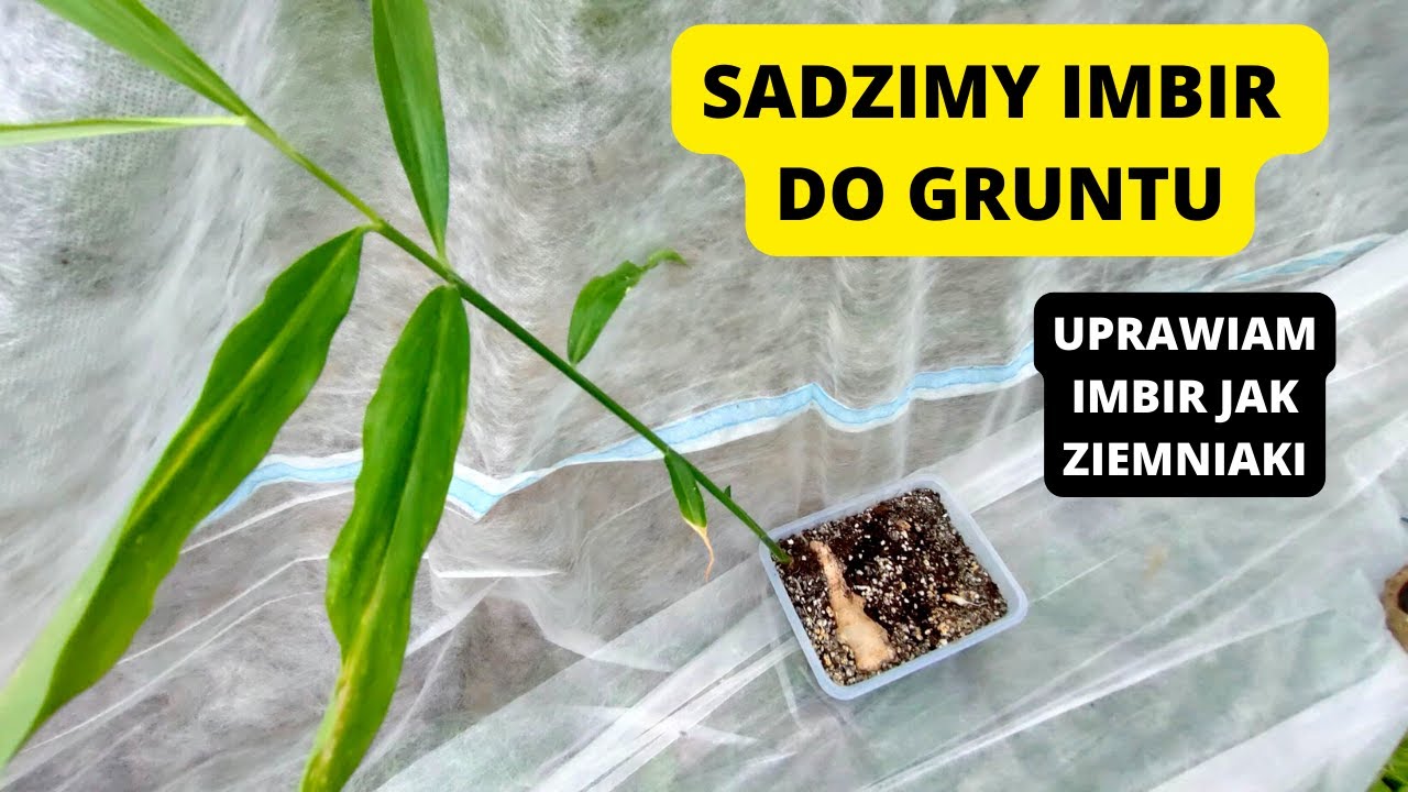 Sadzimy imbir do gruntu. Uprawa imbiru. - YouTube