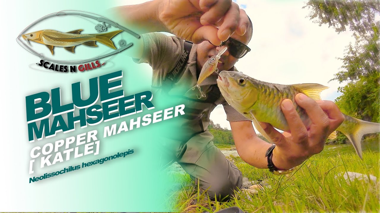 fishing blue mahseer in pokhara - YouTube