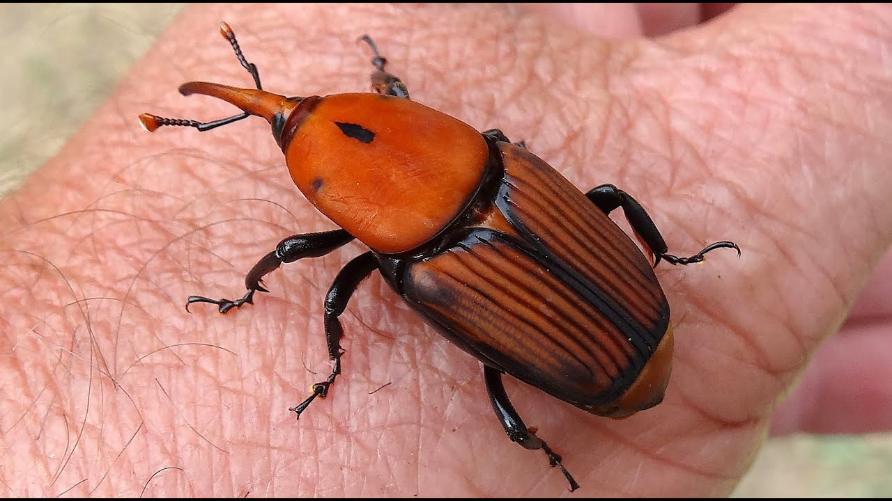 Tesouros naturais de Mação: 127. O Bicho-vermelho-da-palmeira, le ...