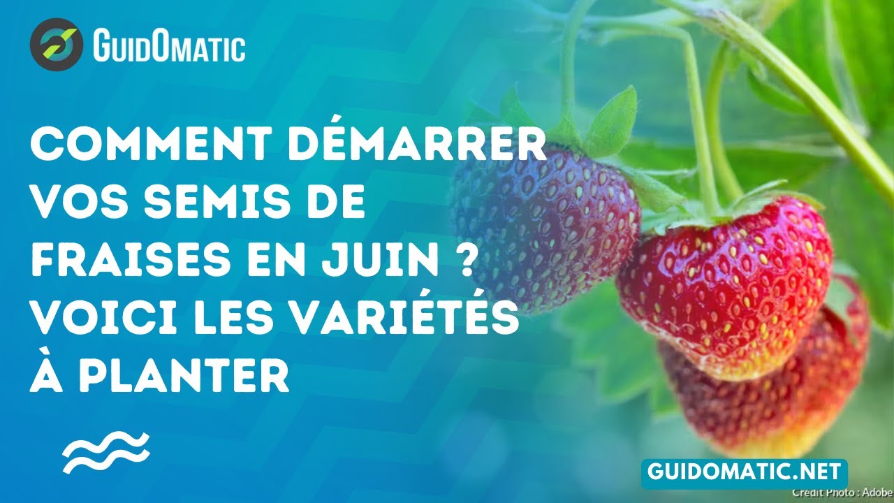 👉 Comment démarrer vos semis de fraises en juin ? Voici les variétés à ...