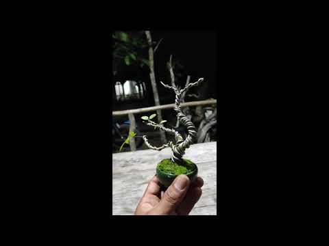 Program awal bonsai anting putri sitho#shorts